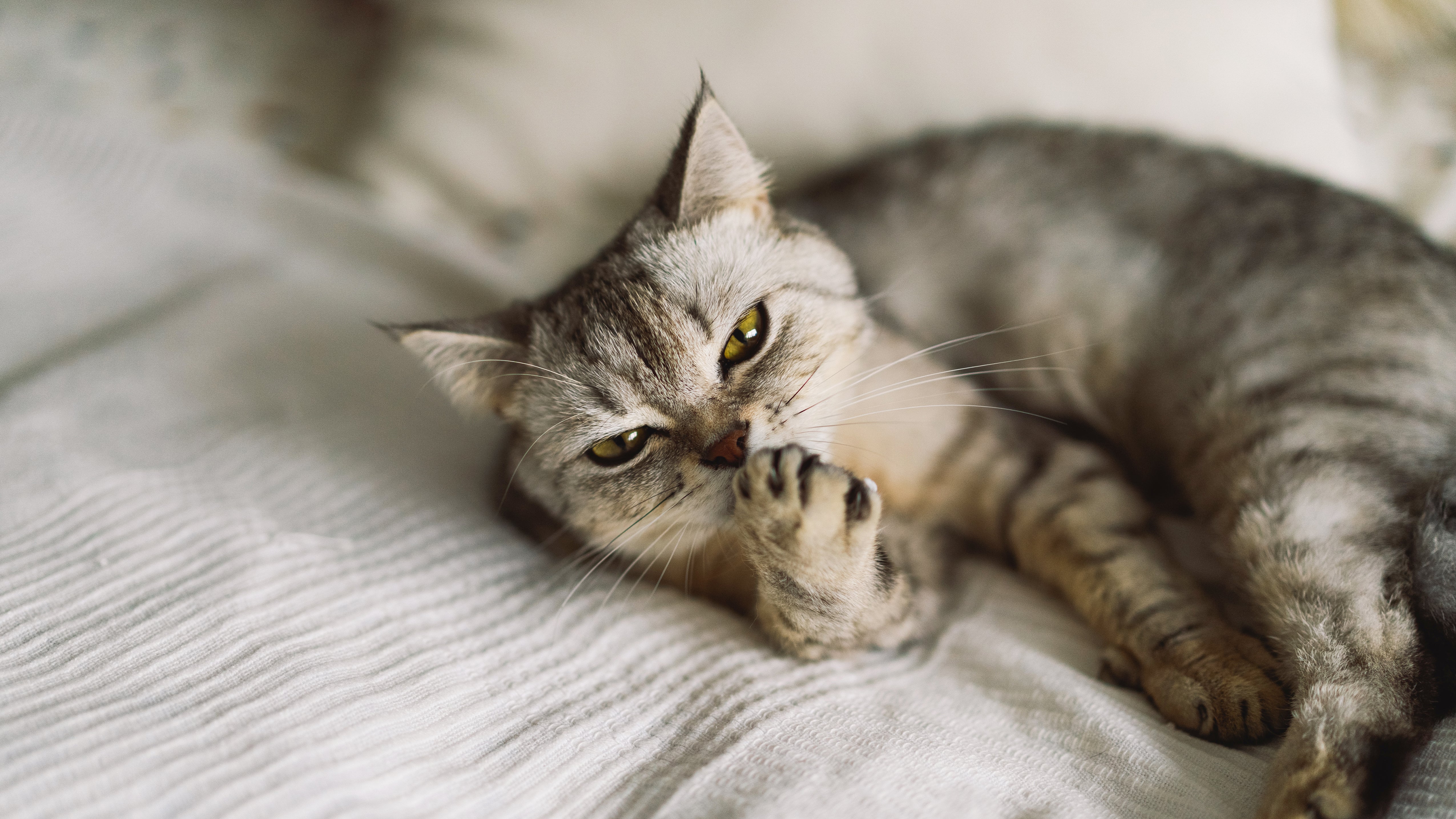 Okidogi.store - Everything you need for dogs and cats!