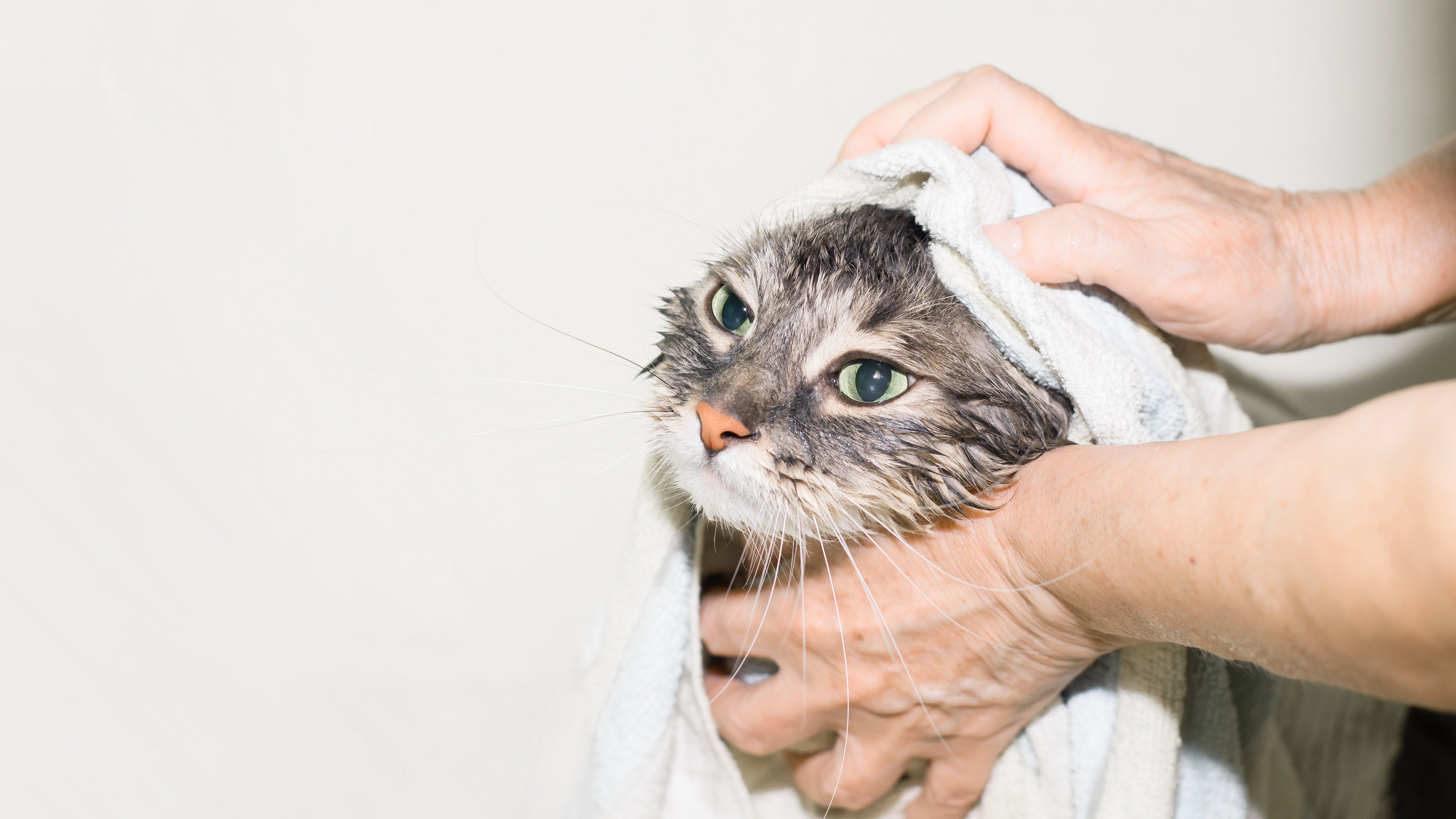 Kit Cat Wet Food – Okidogi.store